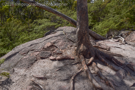 Biological weathering photographs: more photo examples: pictures of ...