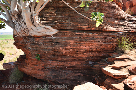 Biological weathering photographs: more photo examples: pictures of ...